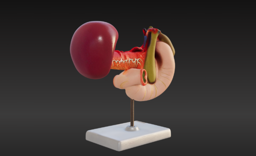 3D Model of Rear Organs Of The Upper Abdomen Anatomy - Other organs ...