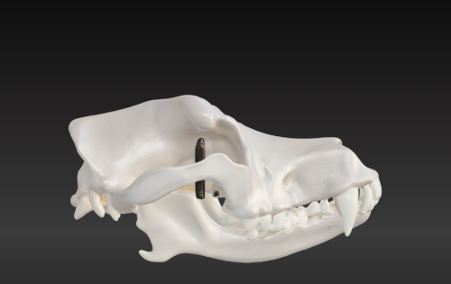 3D Model of Canine Skull with Stand - Skull and Face - embodi3D.com