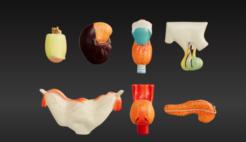3D Complete Endocrine Gland Set Anatomy Model - Other organs - embodi3D.com