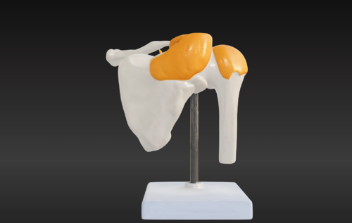 3D Model of Human Shoulder Joint with Ligaments - Anatomy - Other ...
