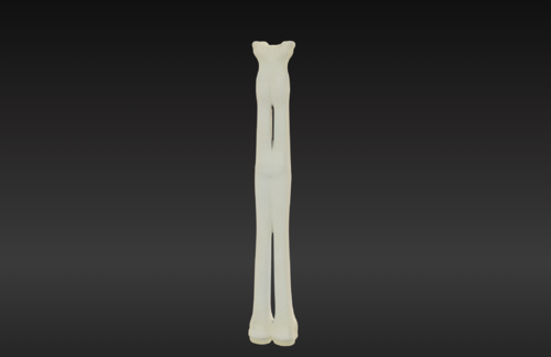 3D Model of Radius Bone - Extremity, Lower (Leg) - embodi3D.com