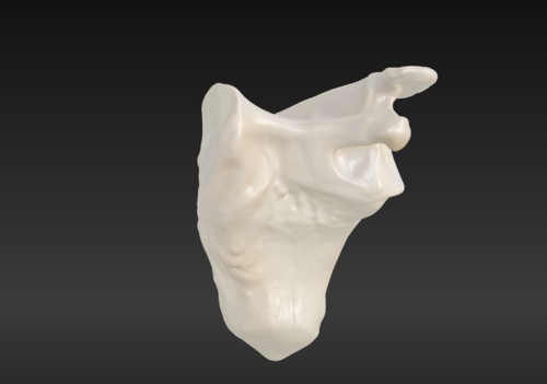 3D Scapula Bone Model - Extremity, Upper (Arm) - embodi3D.com