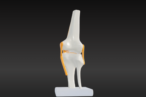 3D Model of Human Knee Joint with Ligaments on Stand - Extremity, Lower ...