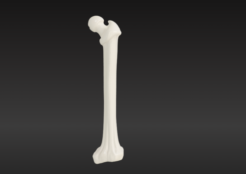 3D Femur Bone Model - Extremity, Lower (Leg) - embodi3D.com