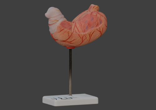 3D Human Stomach Anatomy Model - Other organs - embodi3D.com