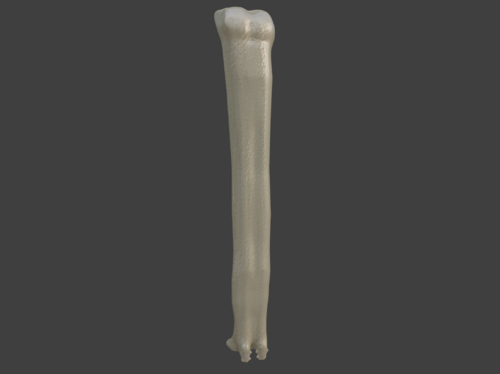 3D Model of Ulna Bone - Extremity, Lower (Leg) - embodi3D.com