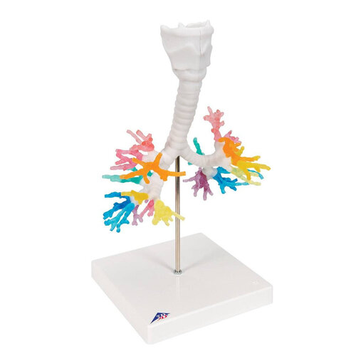 3D Bronchial Tree Model with Larynx with Stand - Other organs ...