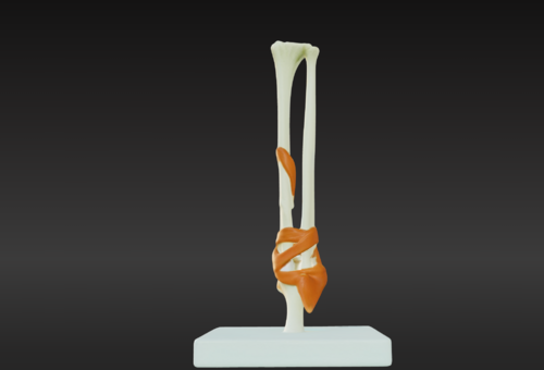 3D Joint Anatomy Model with Stand - Extremity, Lower (Leg) - embodi3D.com