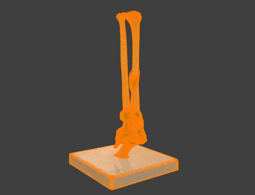 3D Joint Anatomy Model with Stand - Extremity, Lower (Leg) - embodi3D.com