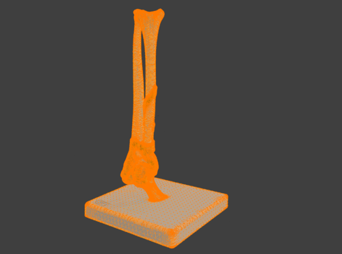 3D Joint Anatomy Model with Stand - Extremity, Lower (Leg) - embodi3D.com