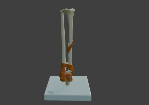 3D Joint Anatomy Model with Stand - Extremity, Lower (Leg) - embodi3D.com