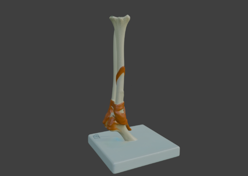 3D Joint Anatomy Model with Stand - Extremity, Lower (Leg) - embodi3D.com