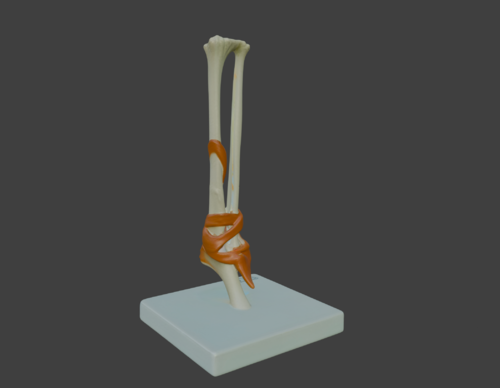 3D Joint Anatomy Model with Stand - Extremity, Lower (Leg) - embodi3D.com