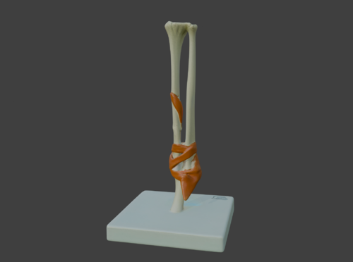3D Joint Anatomy Model with Stand - Extremity, Lower (Leg) - embodi3D.com