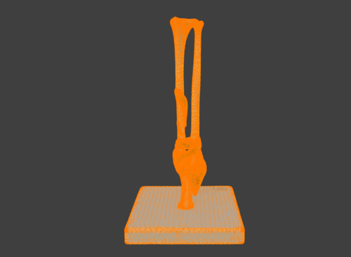 3D Joint Anatomy Model with Stand - Extremity, Lower (Leg) - embodi3D.com
