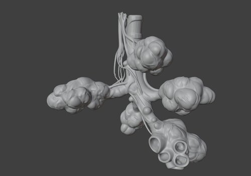 3D Model of Realistic Human Bronchi Alveoli Anatomy - Other organs ...