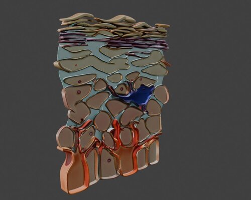 3D Model of Epidermis Cross Section - Other organs - embodi3D.com