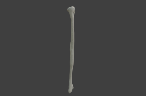 3D Model of Fibula Bone - Extremity, Lower (Leg) - embodi3D.com