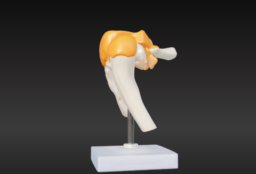 3D Model of Human Shoulder Joint with Ligaments - Anatomy - Other ...