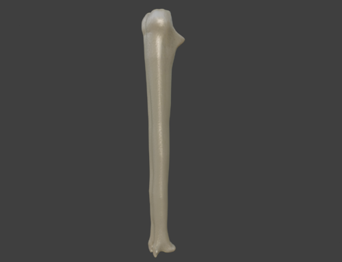 3D Model of Ulna Bone - Extremity, Lower (Leg) - embodi3D.com
