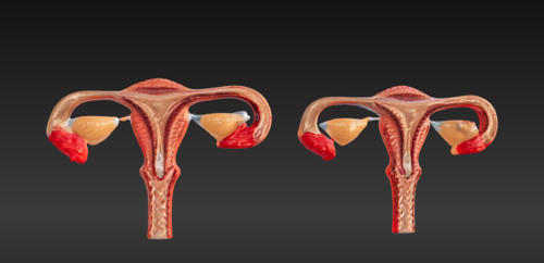 3D Model of Fertilization Process - Other organs - embodi3D.com