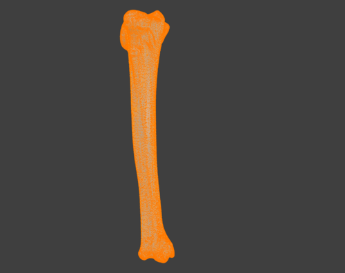 3D Model of Tibia Bone - Extremity, Lower (Leg) - embodi3D.com