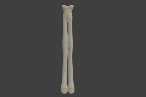 3D Model of Radius Bone - Extremity, Lower (Leg) - embodi3D.com