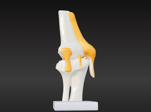 3D Model of Human Knee Joint with Ligaments on Stand - Extremity, Lower ...