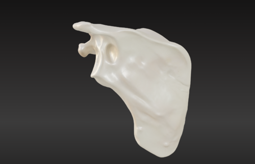 3D Scapula Bone Model - Extremity, Upper (Arm) - embodi3D.com