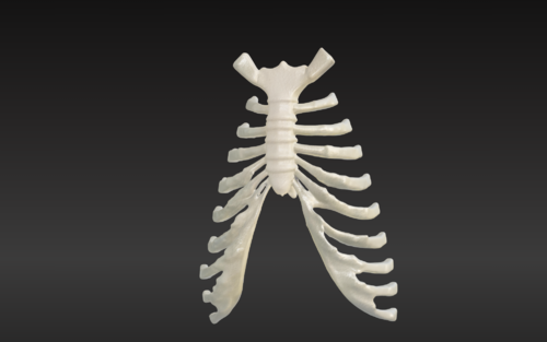 3D Model of Sternum Bone with Cartilage - Extremity, Lower (Leg ...