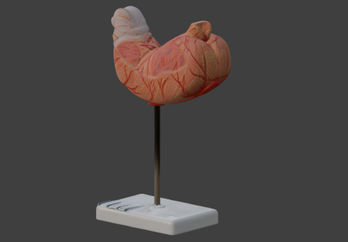 3D Human Stomach Anatomy Model - Other organs - embodi3D.com