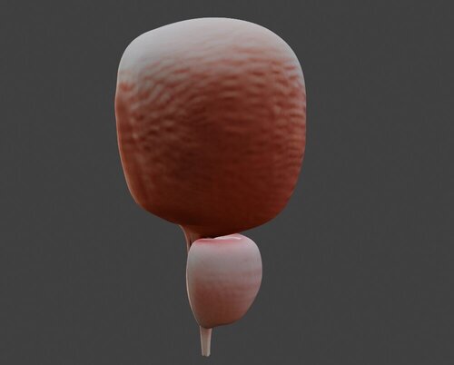 3D Model of Bladder Cross Section - Other organs - embodi3D.com