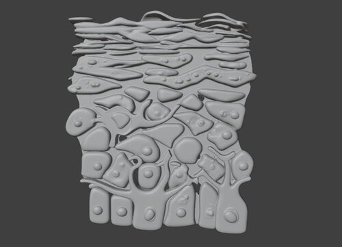 3D Model of Epidermis Cross Section - Other organs - embodi3D.com