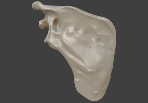 3D Scapula Bone Model - Extremity, Upper (Arm) - embodi3D.com