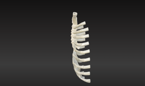 3D Model of Sternum Bone with Cartilage - Extremity, Lower (Leg ...