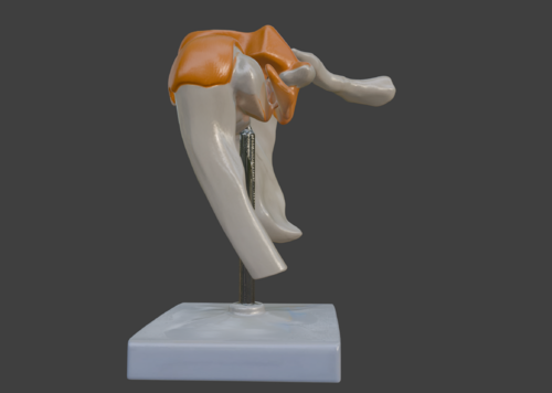 3D Model of Human Shoulder Joint with Ligaments - Anatomy - Other ...