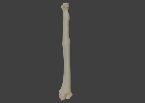 3D Model of Radius Bone - Extremity, Lower (Leg) - embodi3D.com