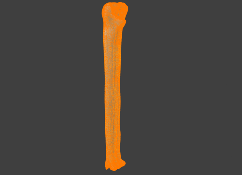 3D Model of Ulna Bone - Extremity, Lower (Leg) - embodi3D.com