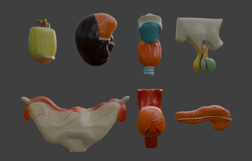 3D Complete Endocrine Gland Set Anatomy Model - Other organs - embodi3D.com