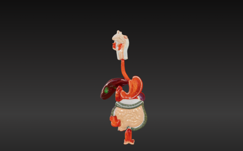 3D Model of Human Digestive System - Other organs - embodi3D.com
