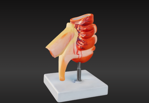 3D Model of Caecum and Appendix - Other organs - embodi3D.com