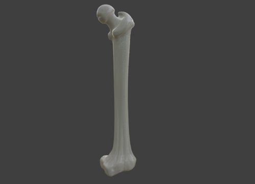 3D Femur Bone Model - Extremity, Lower (Leg) - embodi3D.com