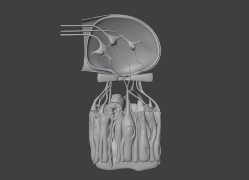 3D Model of Olfactory Epithelium Microscopic Anatomy - Other organs ...