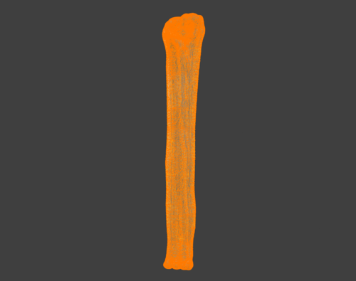 3D Model of Ulna Bone - Extremity, Lower (Leg) - embodi3D.com