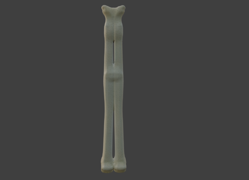 3D Model of Radius Bone - Extremity, Lower (Leg) - embodi3D.com