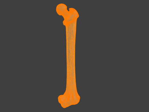 3D Femur Bone Model - Extremity, Lower (Leg) - embodi3D.com