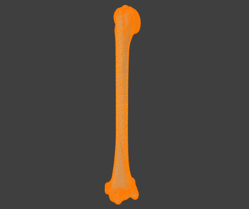 3D Model of Humerus Bone - Extremity, Lower (Leg) - embodi3D.com