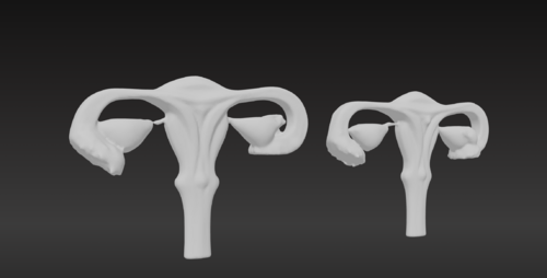 3D Model of Fertilization Process - Other organs - embodi3D.com