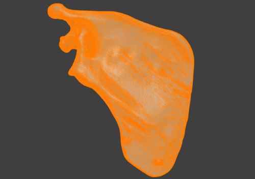 3D Scapula Bone Model - Extremity, Upper (Arm) - embodi3D.com