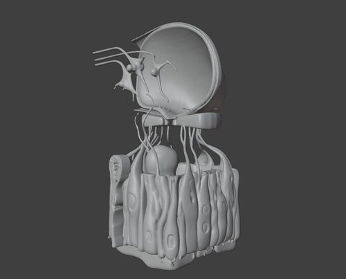 3D Model of Olfactory Epithelium Microscopic Anatomy - Other organs ...